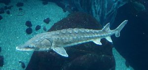 Sturgeon Spiritual Meaning, Symbolism and Totem | Explained