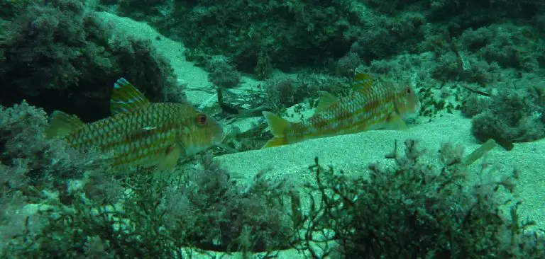 Surmullet Spiritual Meaning, Symbolism and Totem (2025)