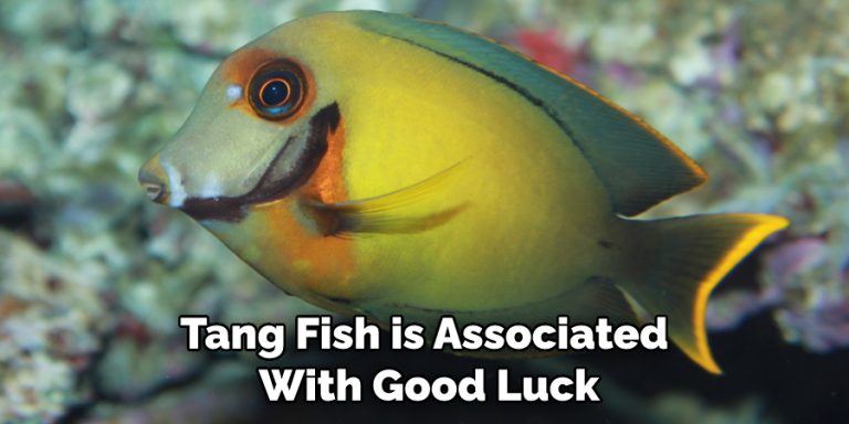 Tang Spiritual Meaning, Symbolism and Totem | Detailed Guide