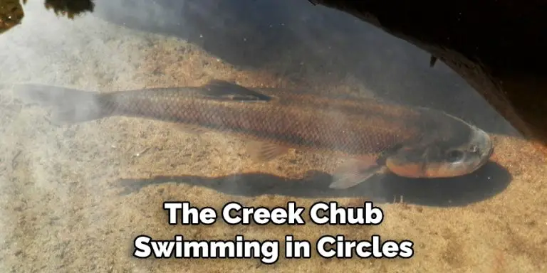 Creek Chub Spiritual Meaning, Symbolism and Totem (2025)