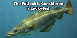 Pollock Fish Spiritual Meaning, Symbolism and Totem (2026)