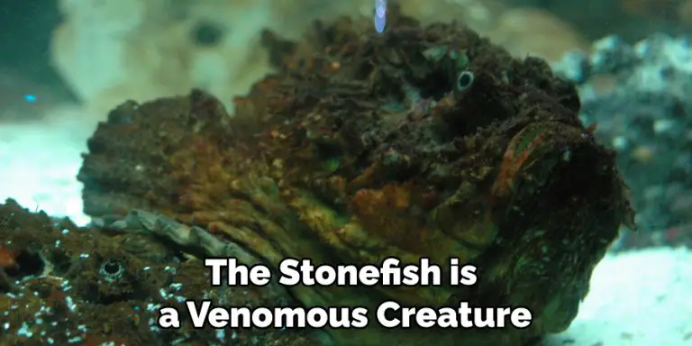 Stonefish Spiritual Meaning, Symbolism and Totem | Explained