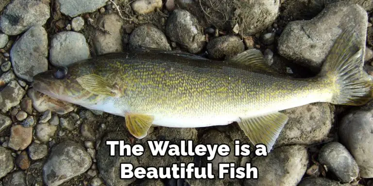 Walleye Spiritual Meaning, Symbolism and Totem | Detailed Guide