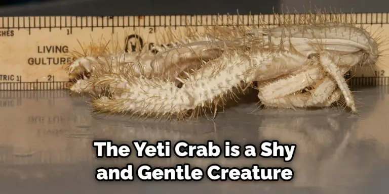 Yeti Crab Spiritual Meaning, Symbolism and Totem | Explained