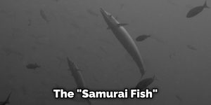 Wahoo Fish Spiritual Meaning, Symbolism and Totem (2026)