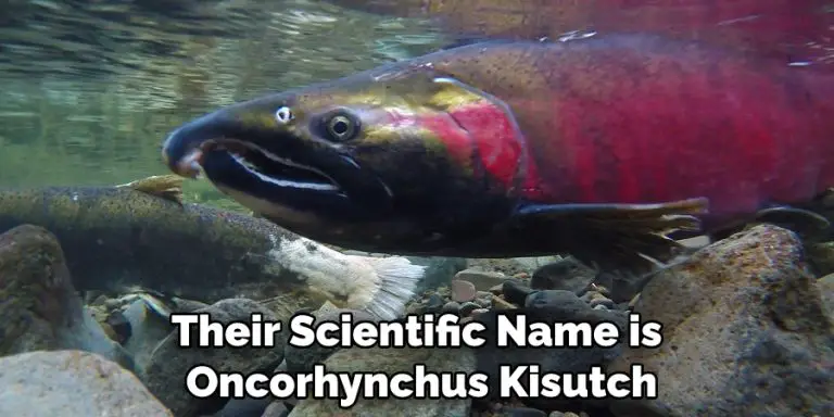 Coho Salmon Spiritual Meaning, Symbolism and Totem (2026)