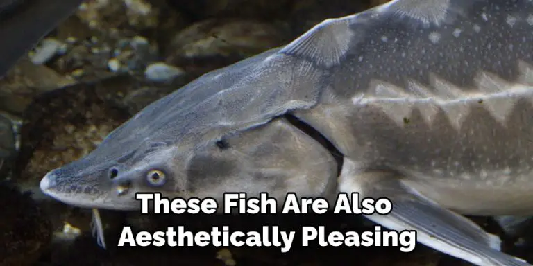 Sturgeon Spiritual Meaning, Symbolism and Totem | Explained