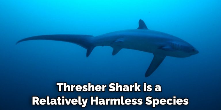 Thresher Shark Spiritual Meaning, Symbolism and Totem | 2026