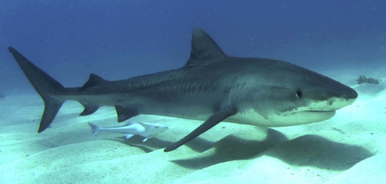 Tiger Shark Spiritual Meaning, Symbolism and Totem | (2025)