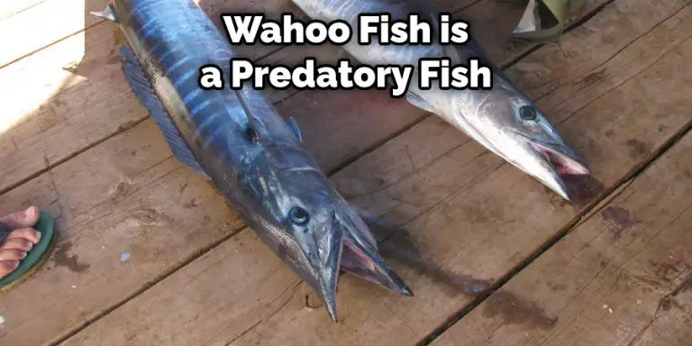 Wahoo Fish Spiritual Meaning, Symbolism and Totem (2025)