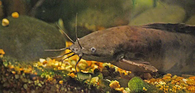 Walking Catfish Spiritual Meaning, Symbolism and Totem (2026)