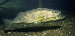 Walleye Fish Spiritual Meaning, Symbolism and Totem (2026)
