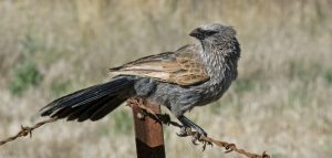 Apostle Bird Spiritual Meaning, Symbolism and Totem (2026)