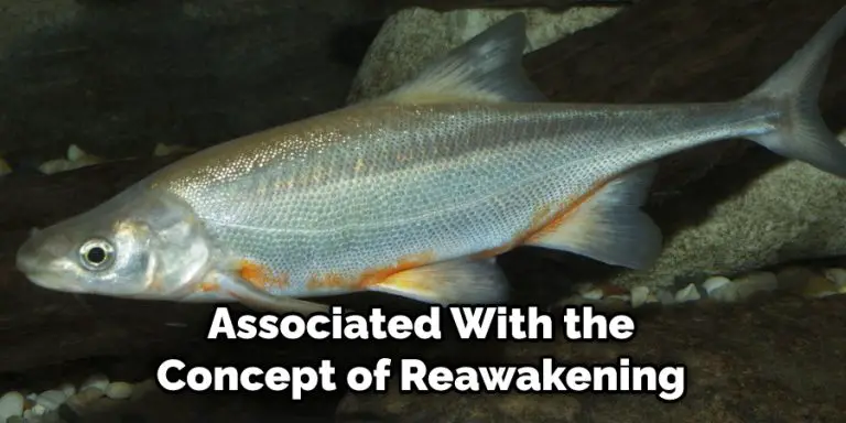 Bonytail Spiritual Meaning, Symbolism and Totem | A-Z (2025)