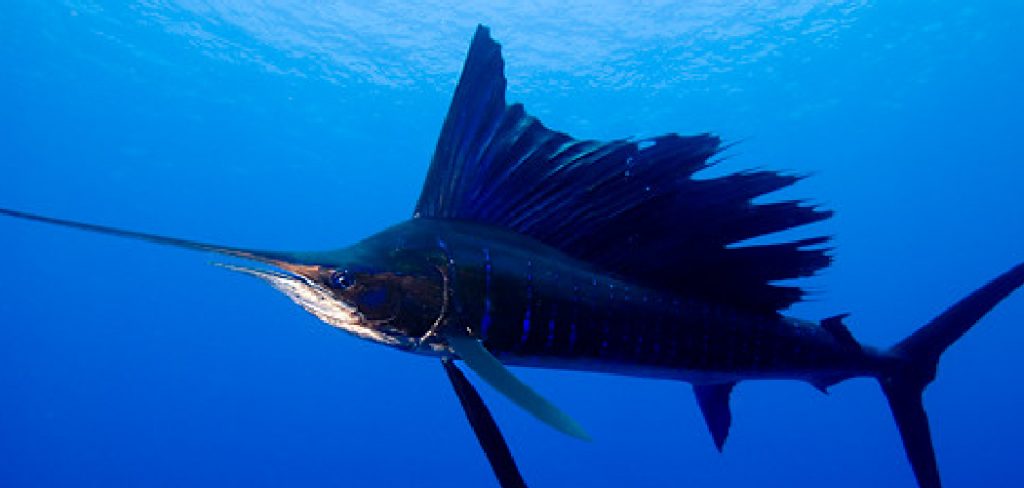 Billfish Spiritual Meaning, Symbolism and Totem | Explained