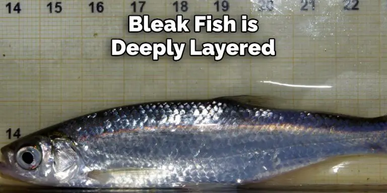 Bleak Spiritual Meaning, Symbolism and Totem | Detailed Guide