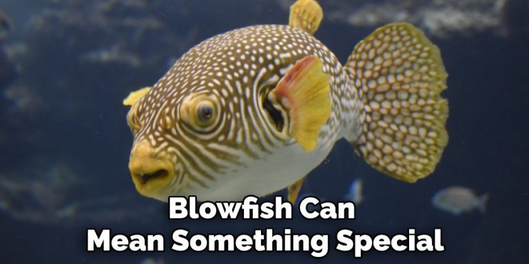 Blowfish Spiritual Meaning, Symbolism and Totem | (2026)