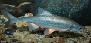 Bonytail Spiritual Meaning, Symbolism and Totem | A-Z (2025)