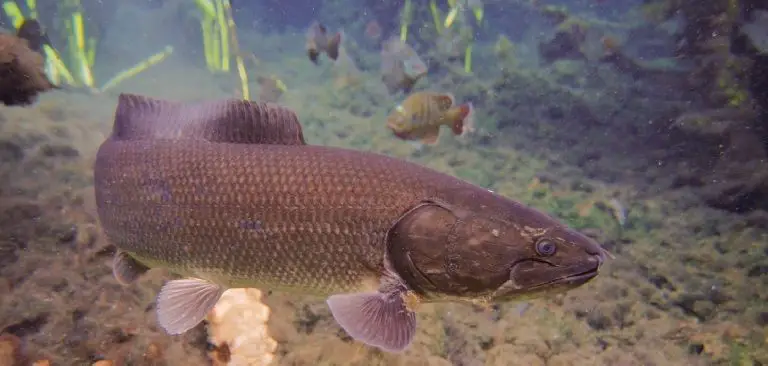 Bowfin Spiritual Meaning, Symbolism and Totem | Instructions