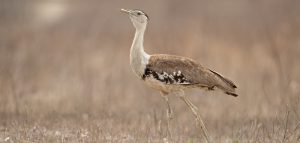 Bustard Spiritual Meaning, Symbolism and Totem | Instructions