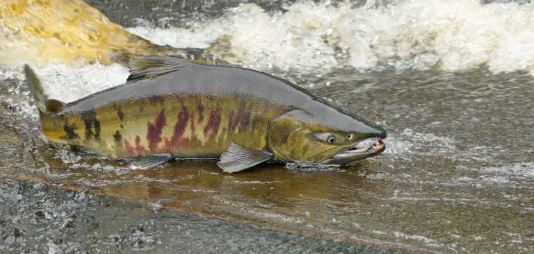 Chum Salmon Spiritual Meaning, Symbolism and Totem | (2025)