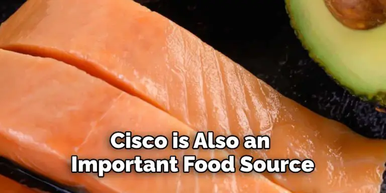 Cisco Spiritual Meaning, Symbolism and Totem | Detailed Guide