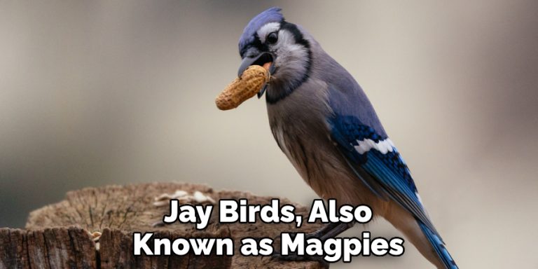 Jay Spiritual Meaning, Symbolism and Totem | Detailed Guide