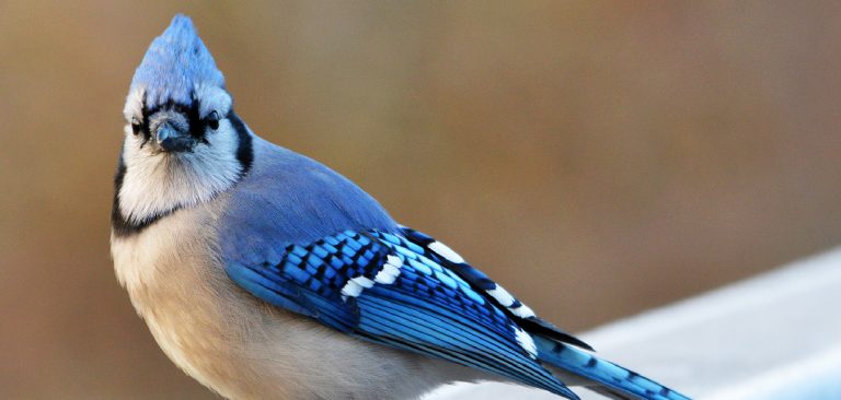 Jay Spiritual Meaning, Symbolism and Totem | Detailed Guide