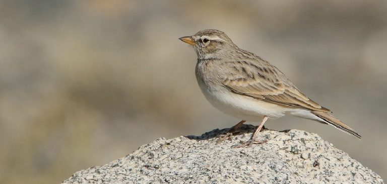 Lark Spiritual Meaning, Symbolism and Totem | Detailed Guide