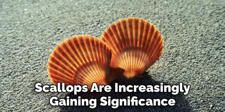 Scallop Spiritual Meaning, Symbolism and Totem | Instructions