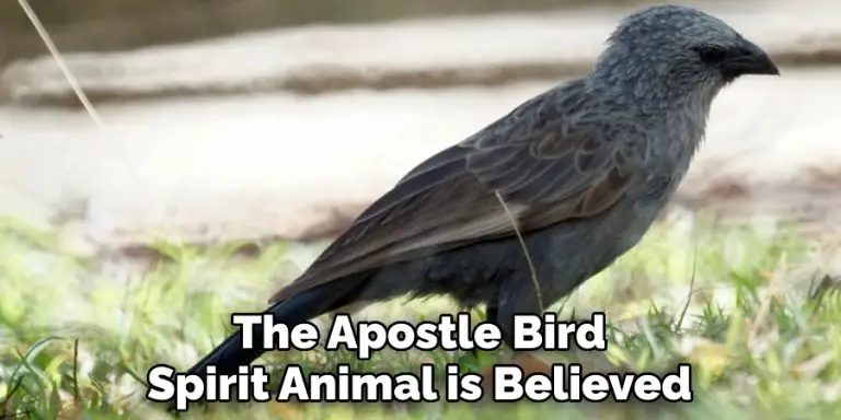 Apostle Bird Spiritual Meaning, Symbolism and Totem (2025)