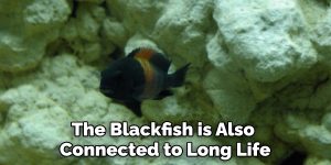 Blackfish Spiritual Meaning, Symbolism and Totem | Instructions