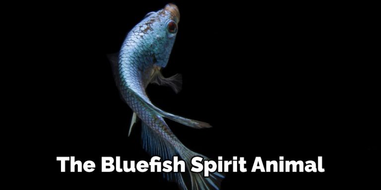 Bluefish Spiritual Meaning, Symbolism and Totem | Explained