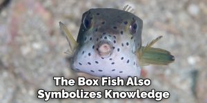 Box fish Spiritual Meaning, Symbolism and Totem | Explained