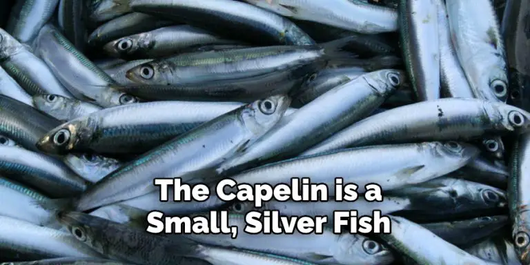 Capelin Spiritual Meaning, Symbolism and Totem | Explained
