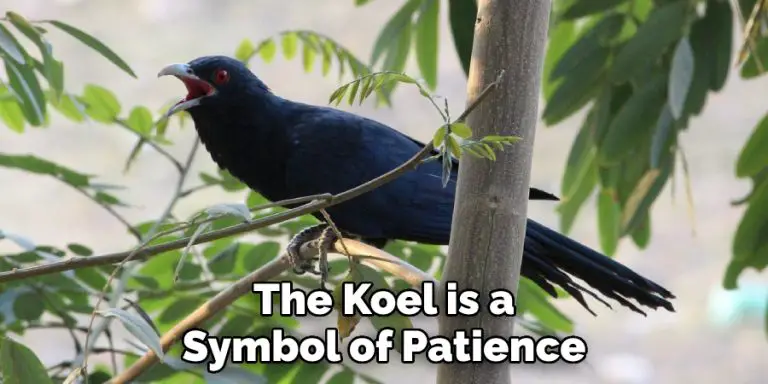 Koel Spiritual Meaning, Symbolism and Totem | Detailed Guide