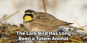Lark Spiritual Meaning, Symbolism and Totem | Detailed Guide
