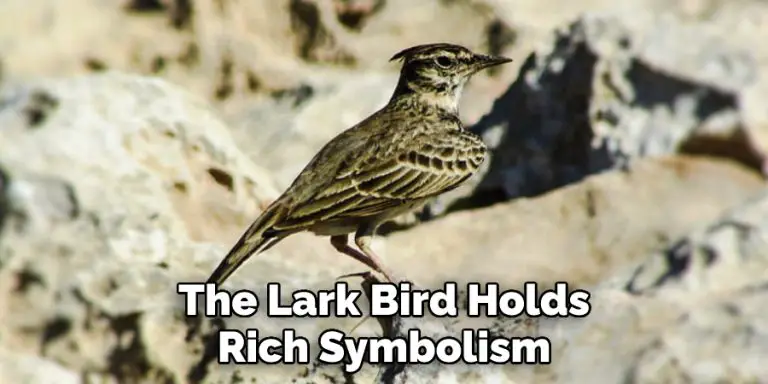 Lark Spiritual Meaning, Symbolism and Totem | Detailed Guide