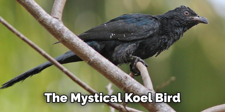 Koel Spiritual Meaning, Symbolism and Totem | Detailed Guide