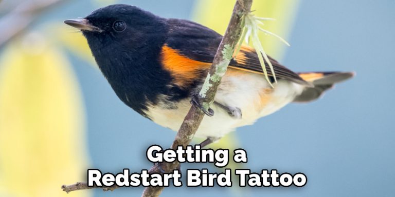 Redstart Spiritual Meaning, Symbolism and Totem | Instructions