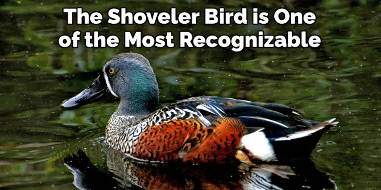 Shoveler Spiritual Meaning, Symbolism and Totem | Explanation