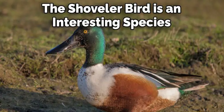 Shoveler Spiritual Meaning, Symbolism and Totem | Explanation