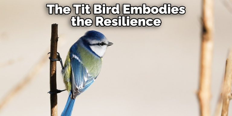 Tit Spiritual Meaning, Symbolism and Totem | (2026)