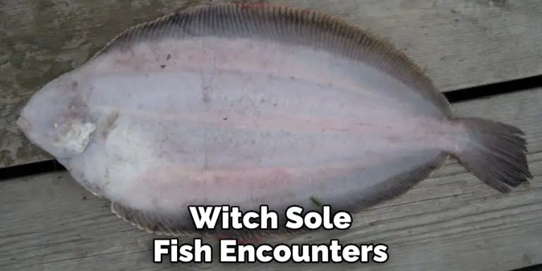 Witch Sole Spiritual Meaning, Symbolism, and Totem (2026)