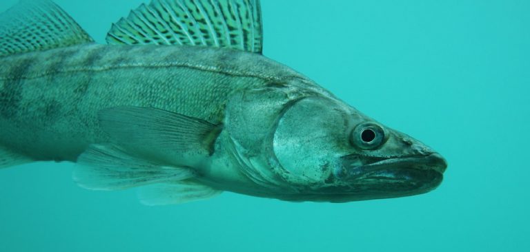 Zander Spiritual Meaning, Symbolism and Totem | Explanation