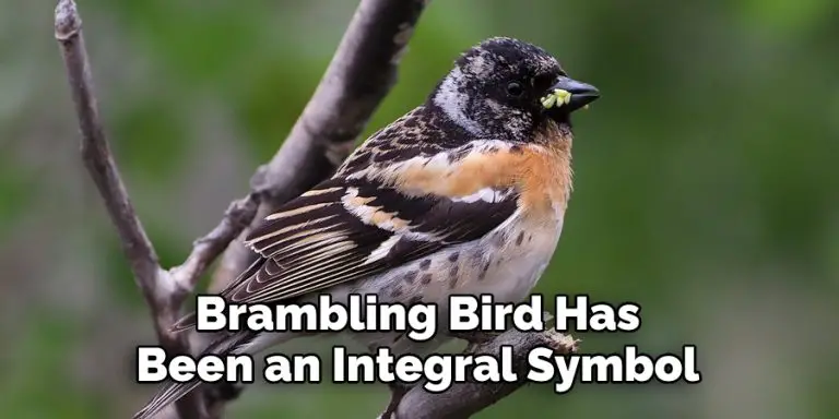 Brambling Spiritual Meaning, Symbolism and Totem | Explained