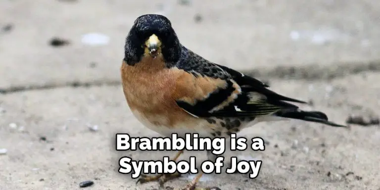 Brambling Spiritual Meaning, Symbolism and Totem | Explained