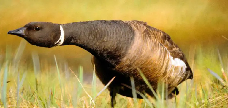 Brant Spiritual Meaning, Symbolism and Totem | Detailed Guide