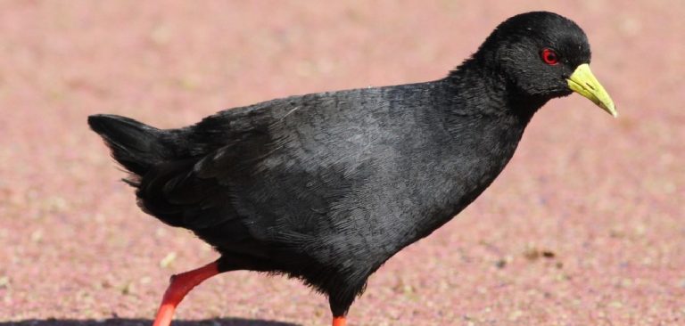 Crake Spiritual Meaning, Symbolism and Totem | Detailed Guide
