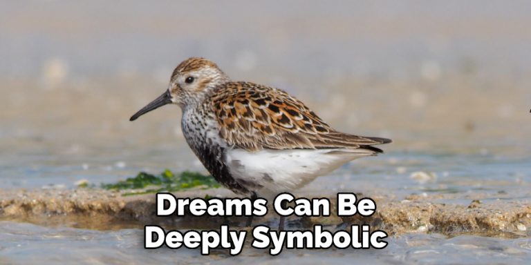 Dunlin Spiritual Meaning, Symbolism and Totem | Complete Guide